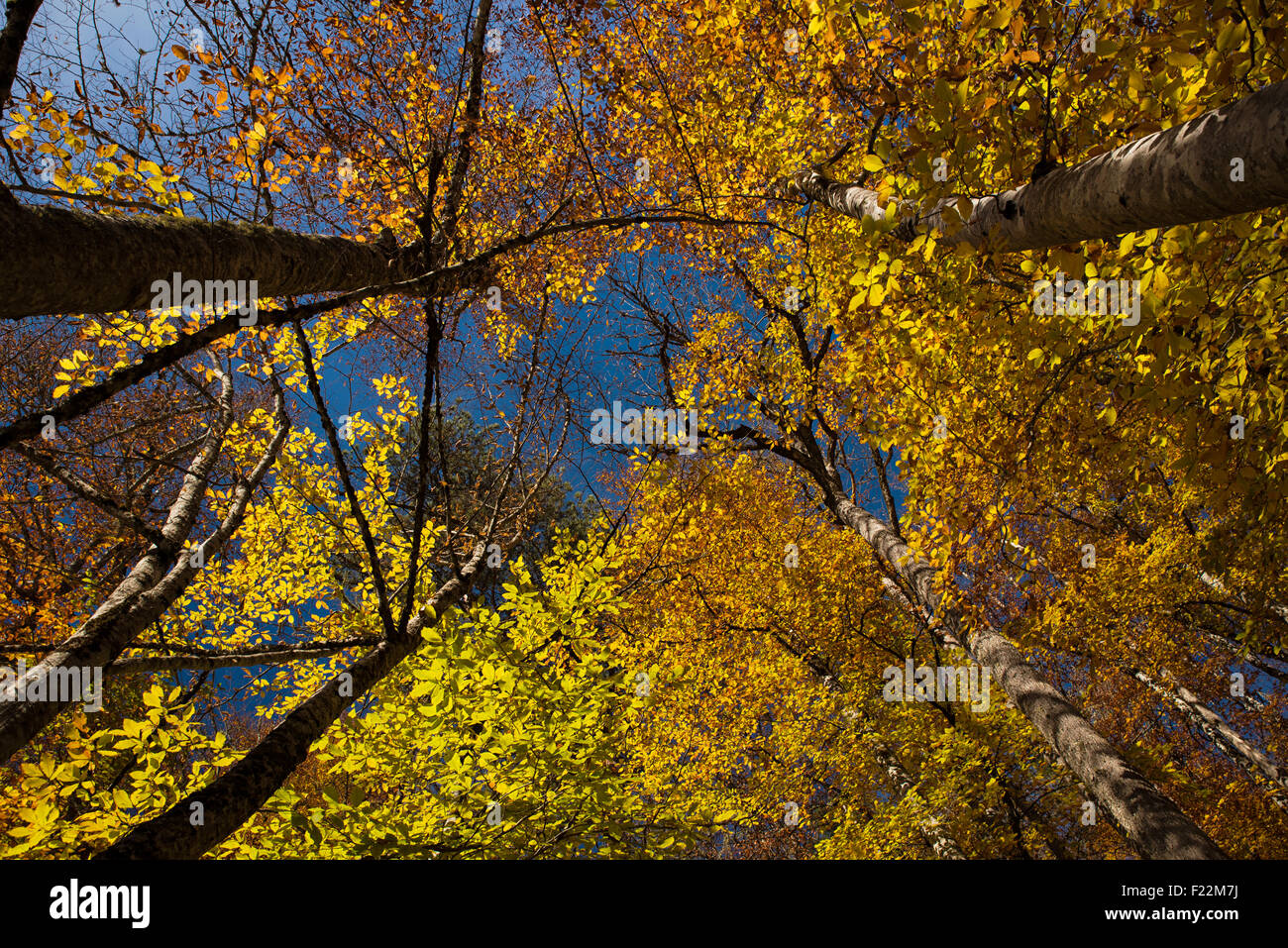 Autumn forest trees low view hi-res stock photography and images - Alamy