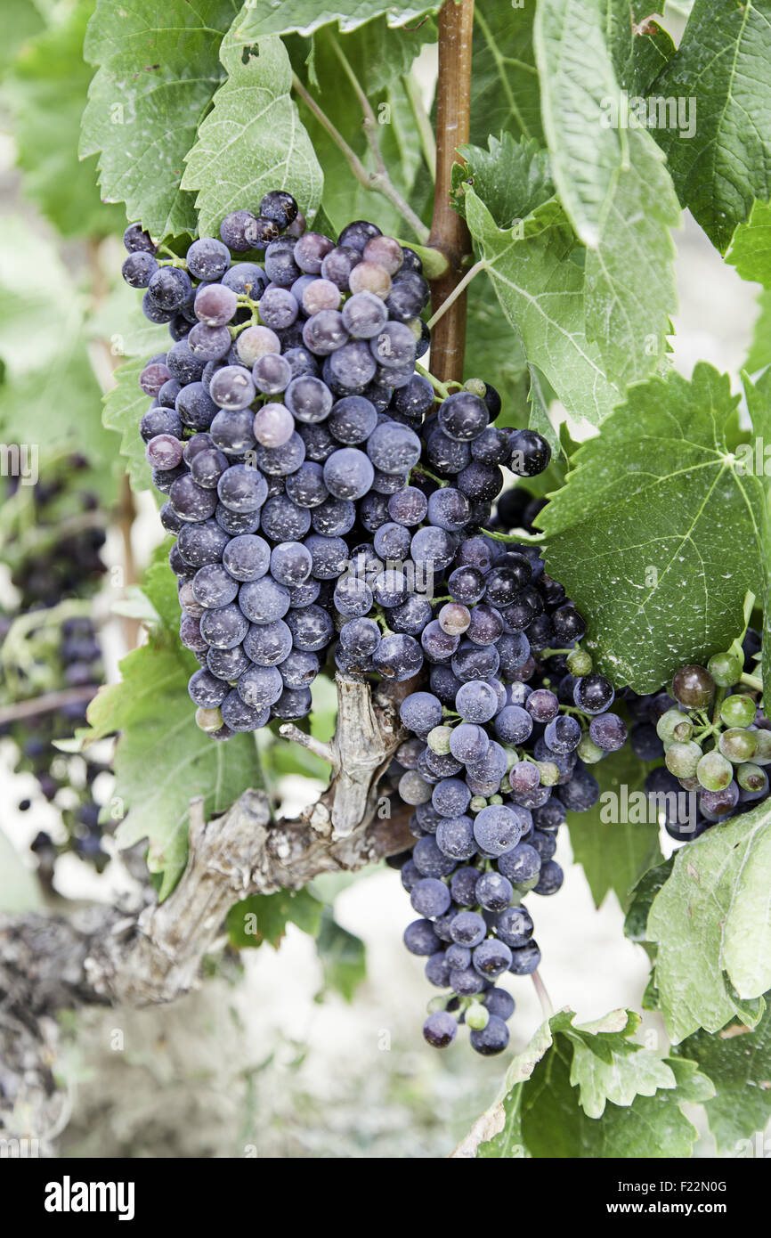 Black grapes in a vineyard detail of ripe fruit in the field Stock ...