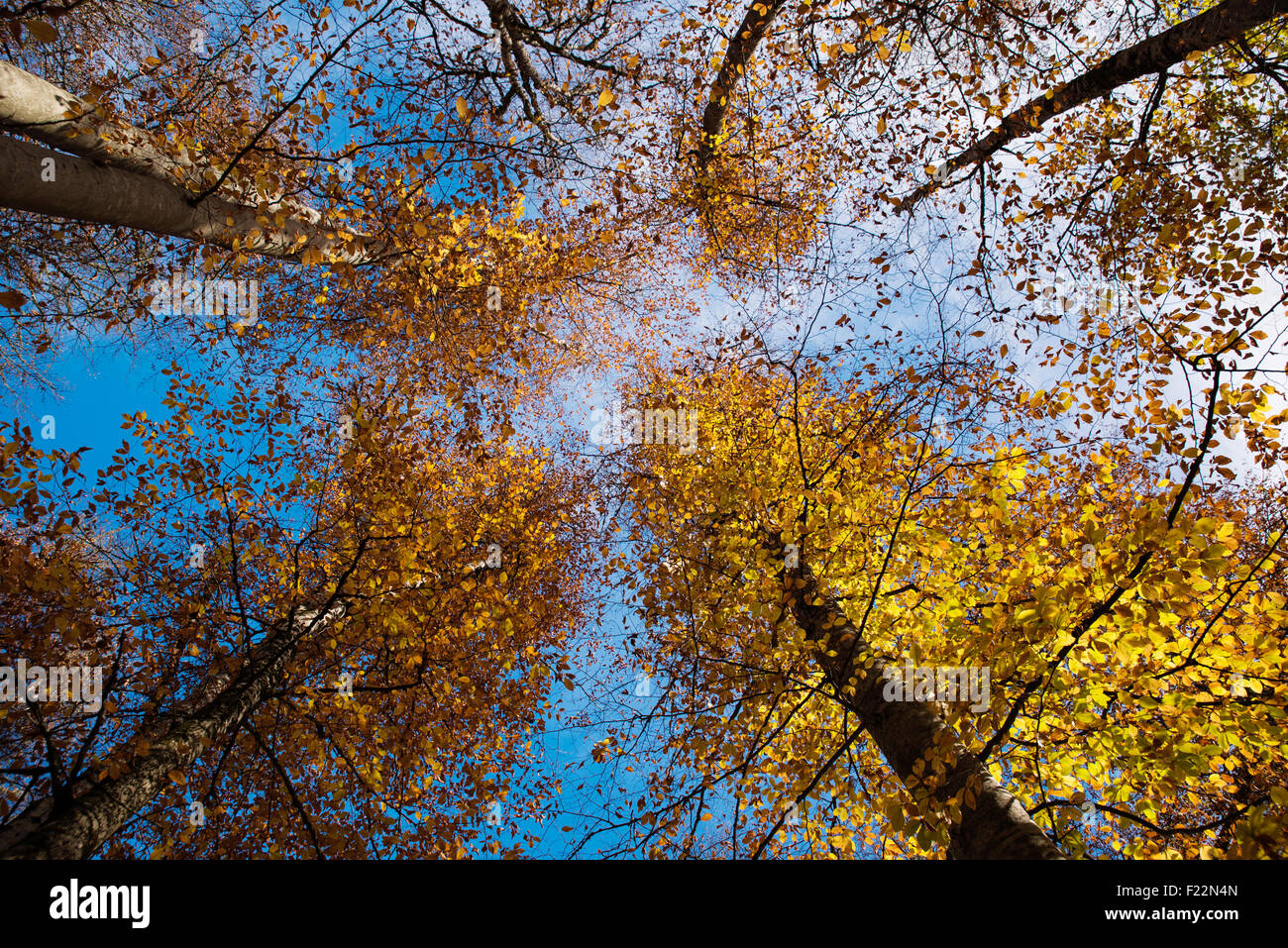 Yellow trees plants forest hi-res stock photography and images - Alamy