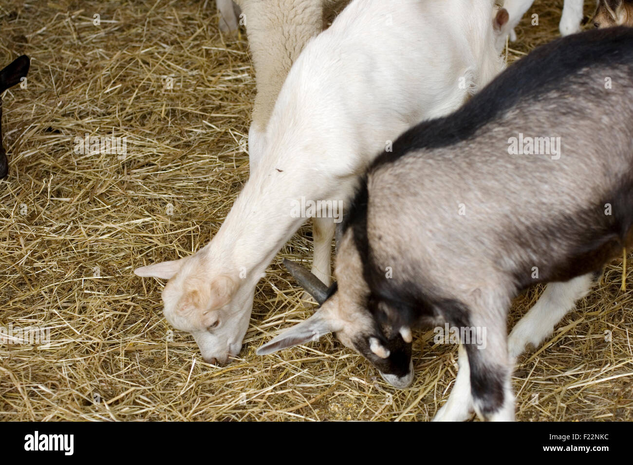 Goats sheep graze on hi-res stock photography and images - Alamy