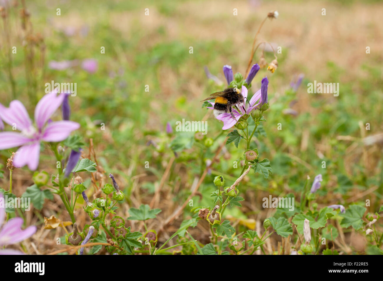 A Bee on a mallow Stock Photo - Alamy