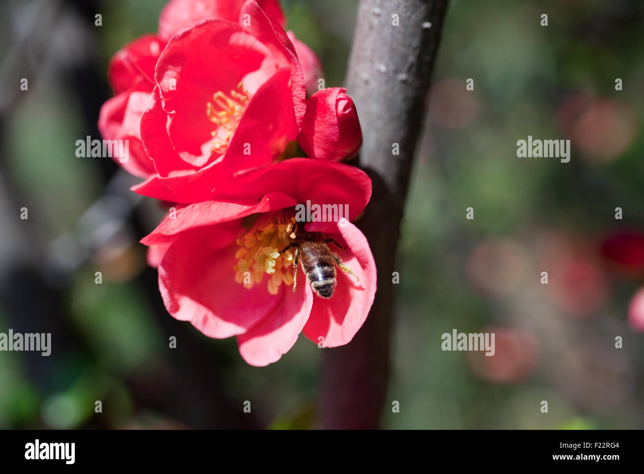 Red and black bee hi-res stock photography and images - Alamy