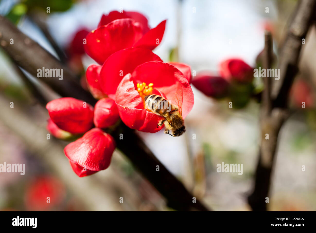 A Bee on a red flower Stock Photo - Alamy