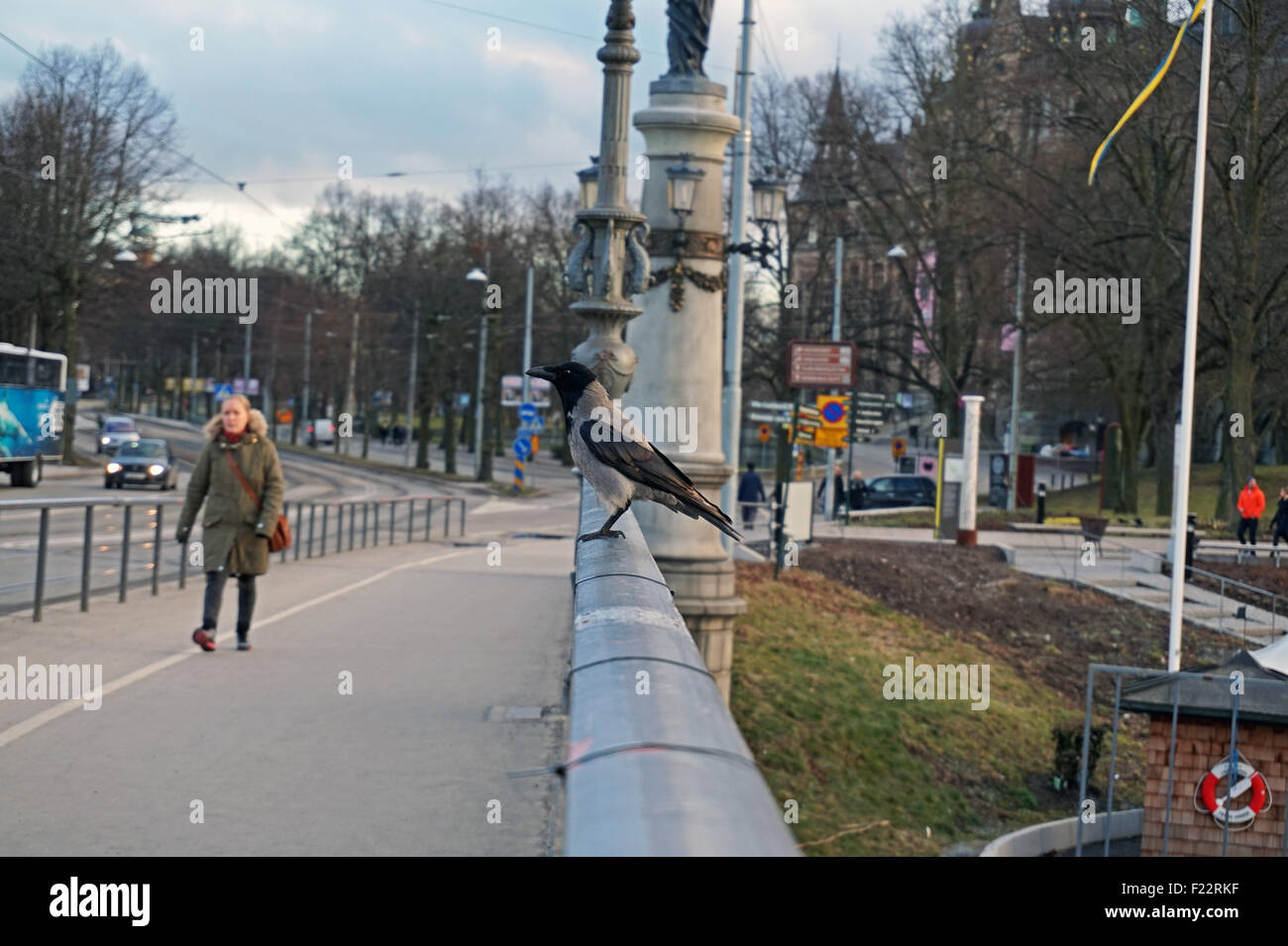 In stockholm. Djurarden. Bird Stock Photo - Alamy