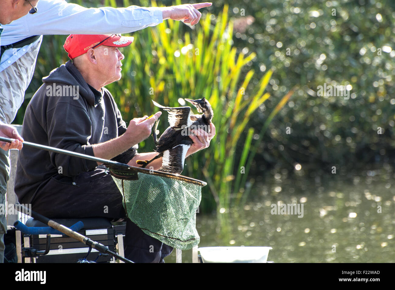 Bird caught by fisherman being released Stock Photo - Alamy