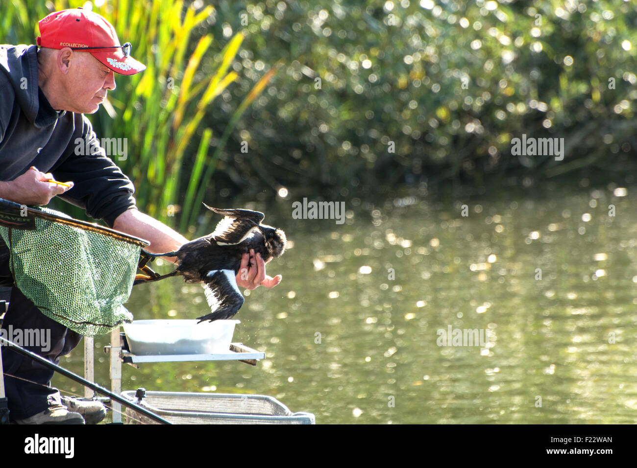 Bird caught by fisherman being released Stock Photo - Alamy