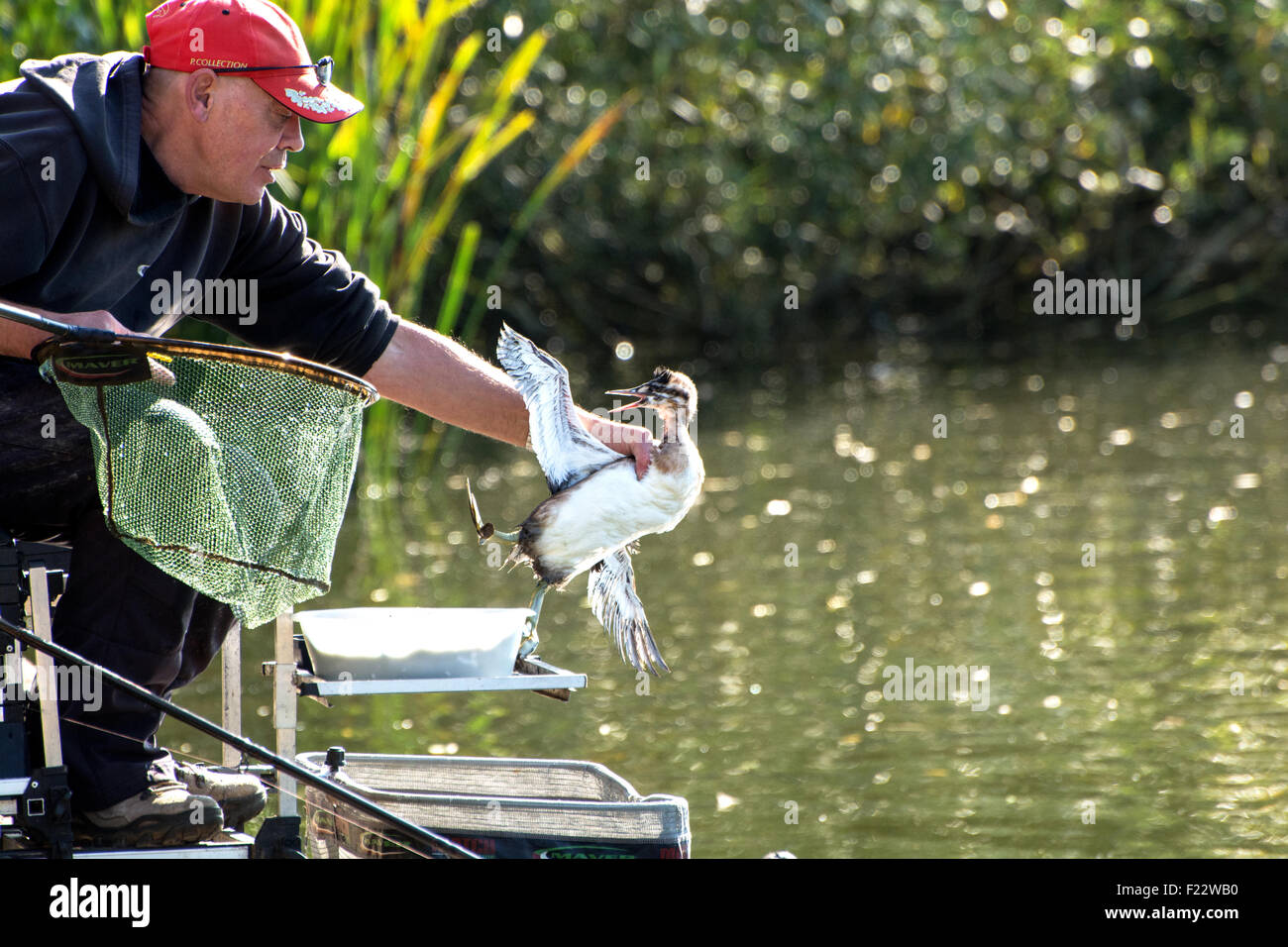Bird caught by fisherman Stock Photo - Alamy