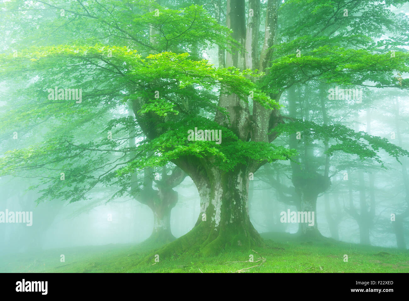 bright foggy forest in spring Stock Photo - Alamy