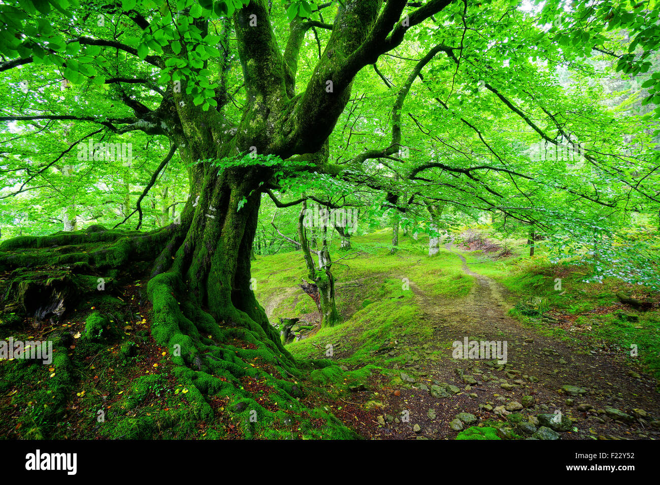 Pathway with green tree hi-res stock photography and images - Alamy