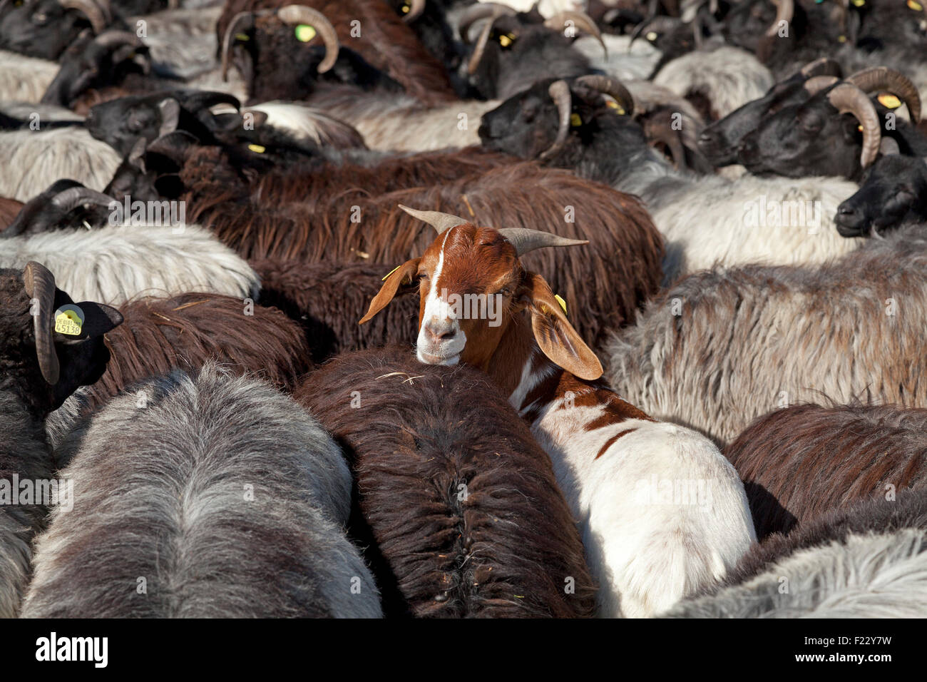 Sheep and goat hi-res stock photography and images - Alamy