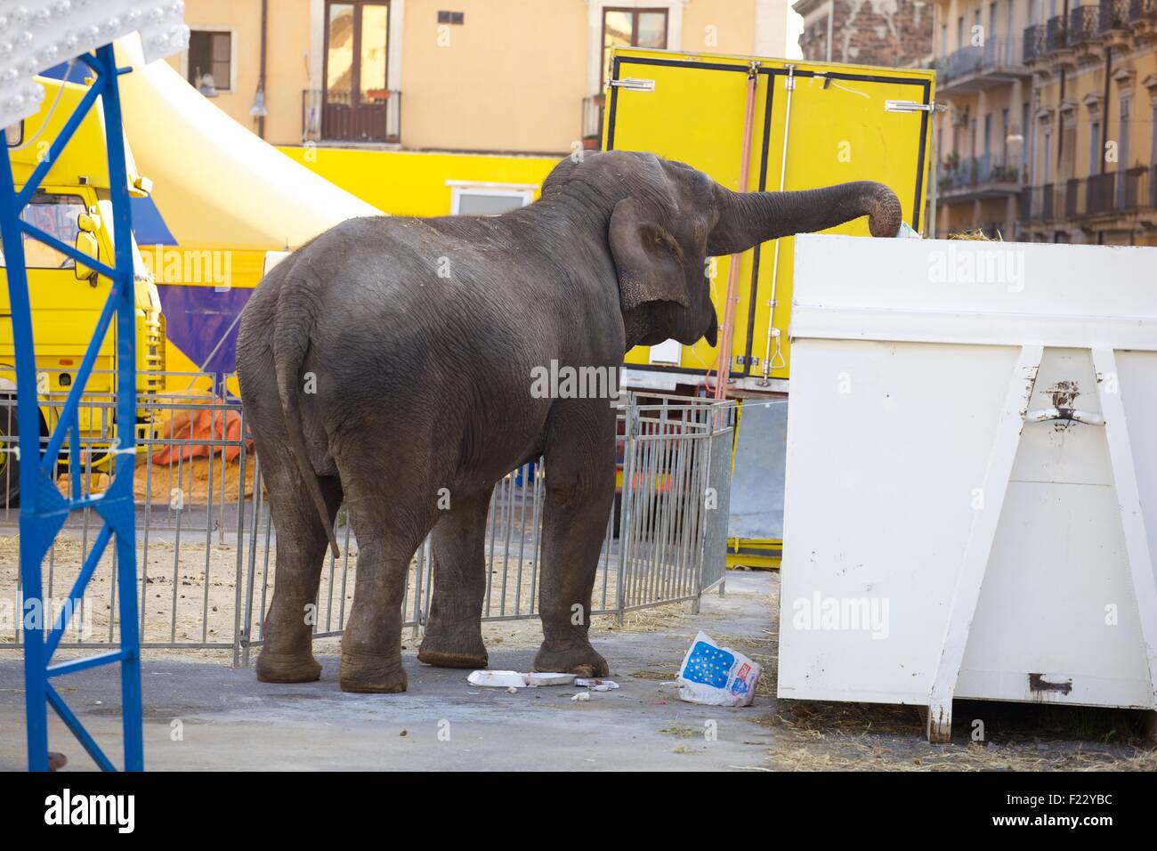 Photo of an Elephant in the city Stock Photo - Alamy