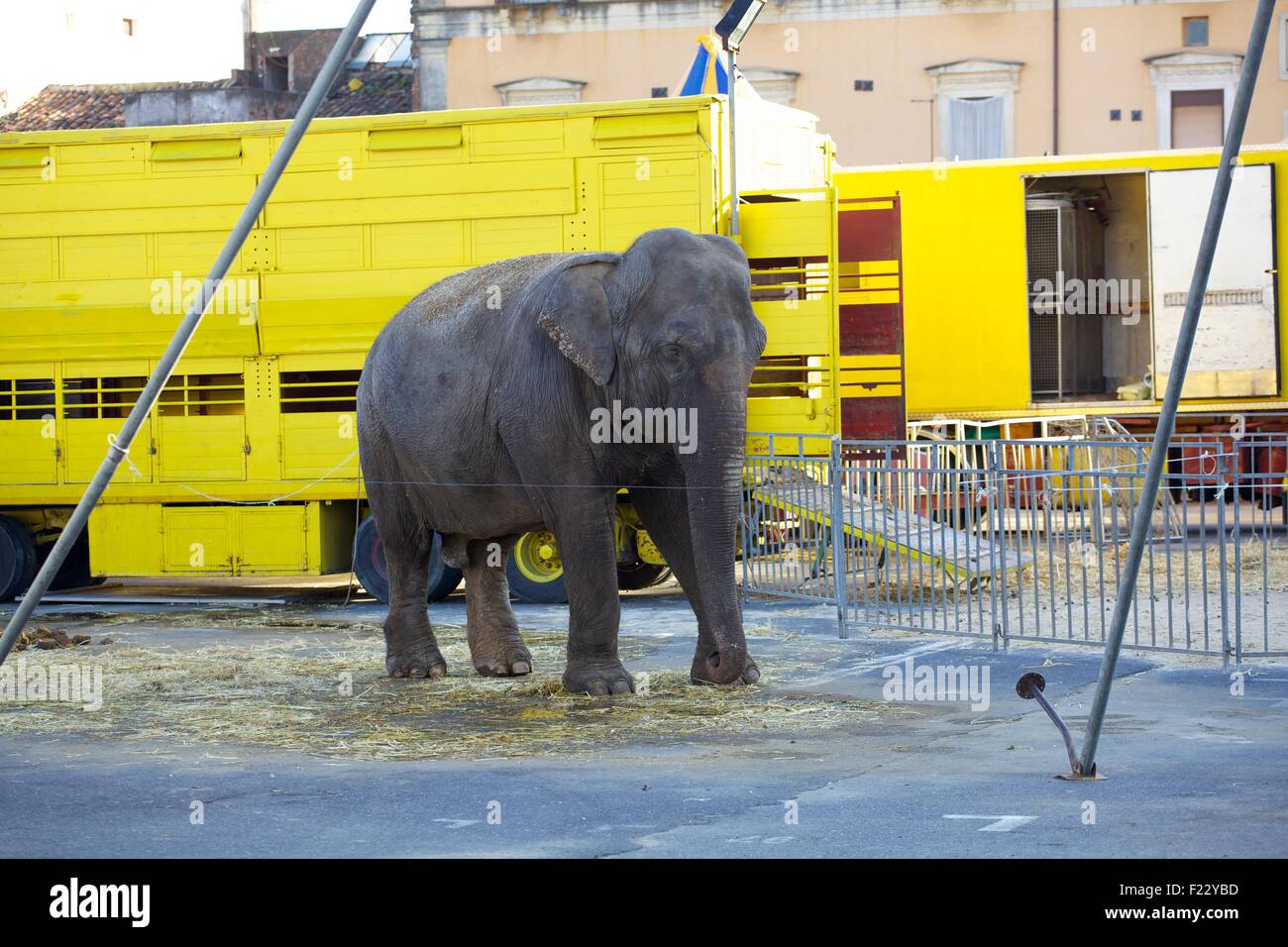 Photo of an Elephant in the city Stock Photo - Alamy