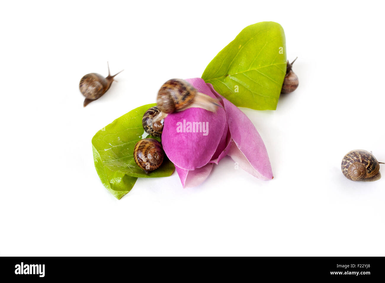 How snails move Cut Out Stock Images & Pictures - Alamy