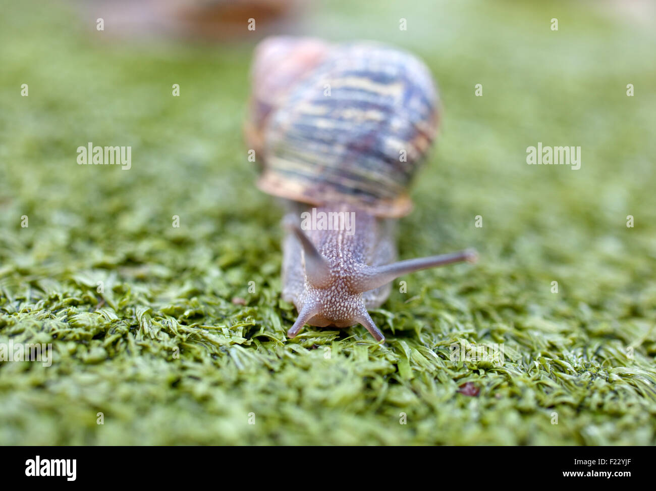 Artificial snail hi-res stock photography and images - Alamy