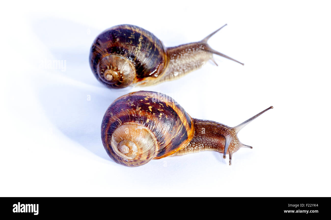 Snails isolated on white background Stock Photo - Alamy