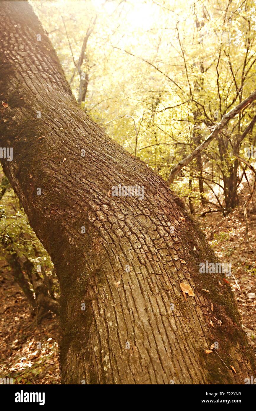 Forest tree detail Stock Photo - Alamy