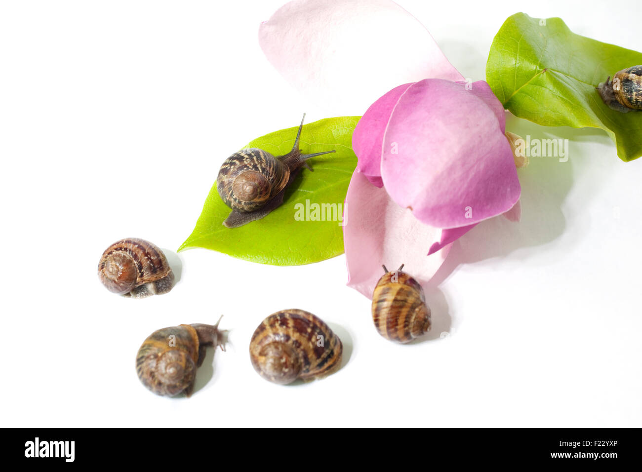 Snails on pink flower on white Stock Photo - Alamy