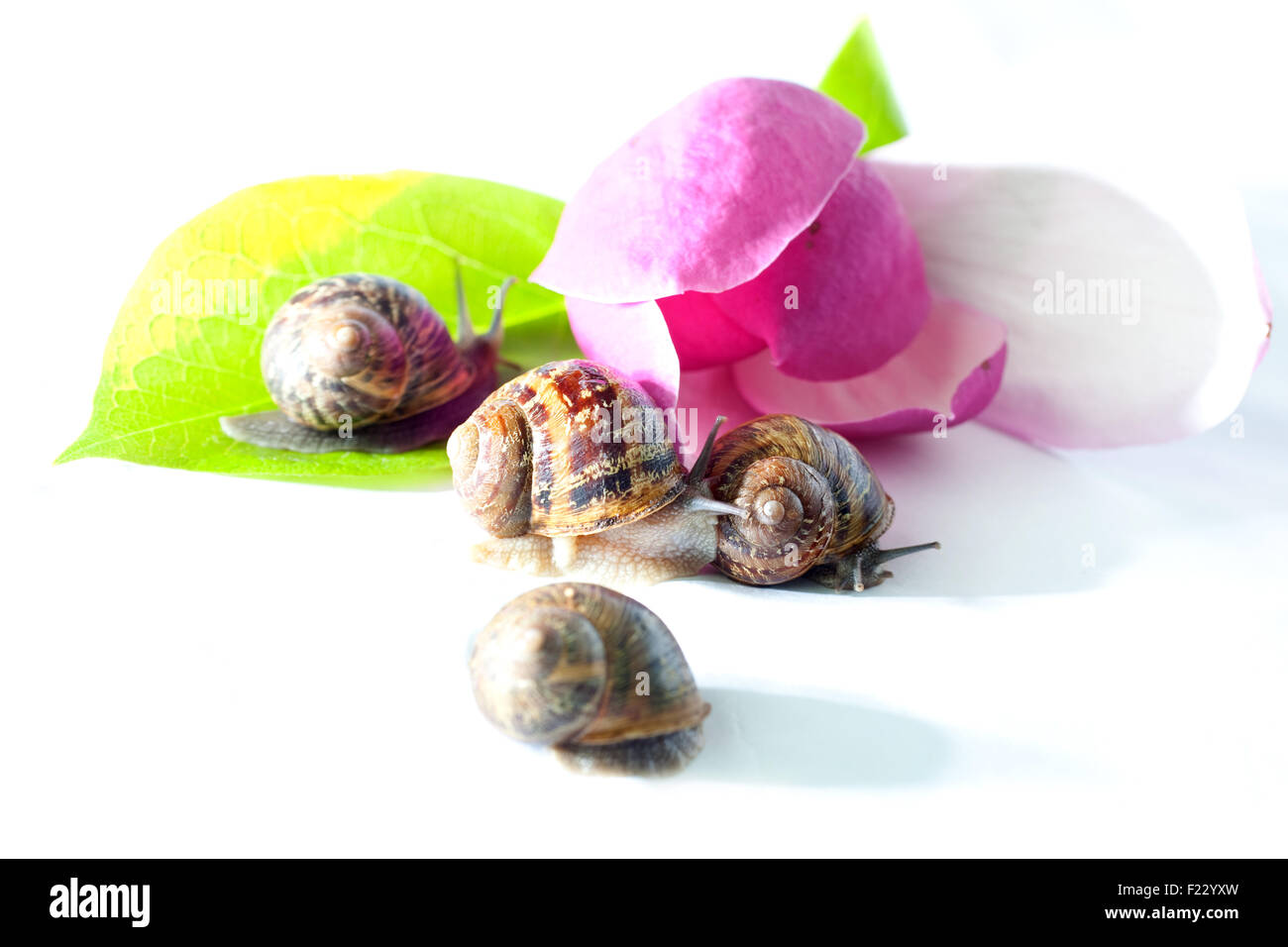 Snails on pink flower on white Stock Photo - Alamy