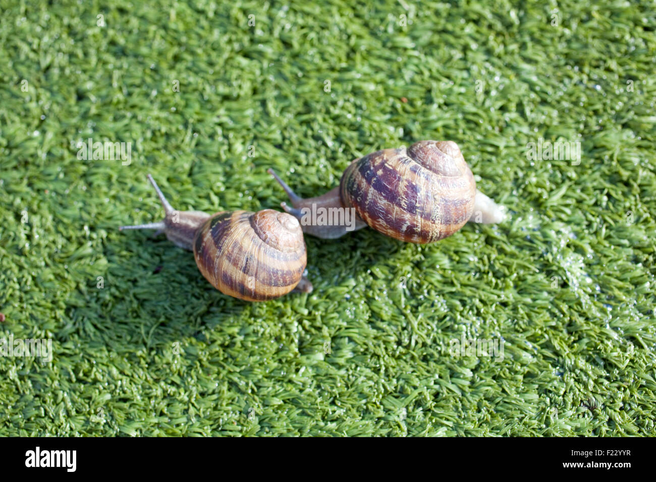 Snails on artificial grass Stock Photo - Alamy