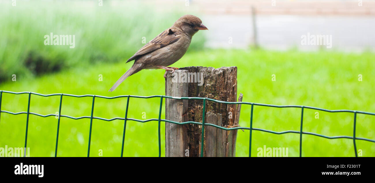 A Sparrow on chain-link fence Stock Photo - Alamy