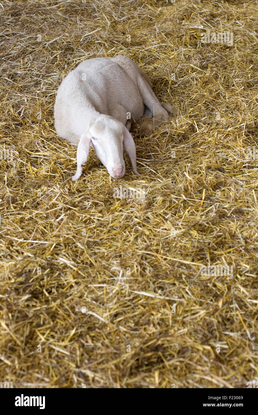 View of the Sheep on the straw Stock Photo - Alamy