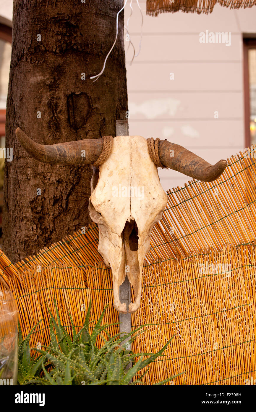 Cows Skull Red White And Blue