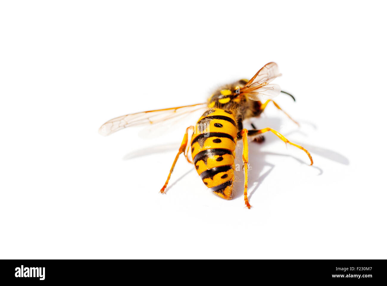 Wasp isolated on a white background Stock Photo - Alamy