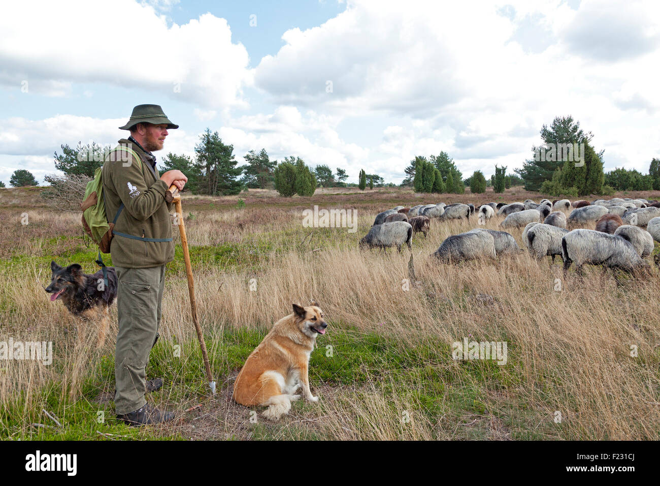 Shepherd watching his sheep hi-res stock photography and images - Alamy