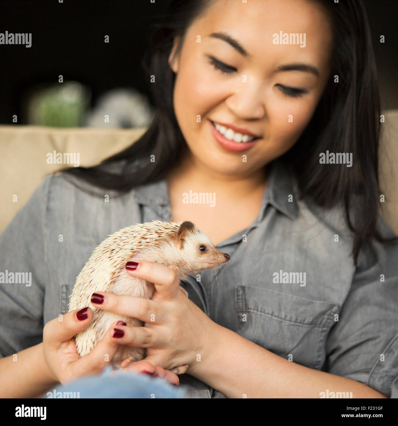 Chinese Hedgehog High Resolution Stock Photography and Images - Alamy