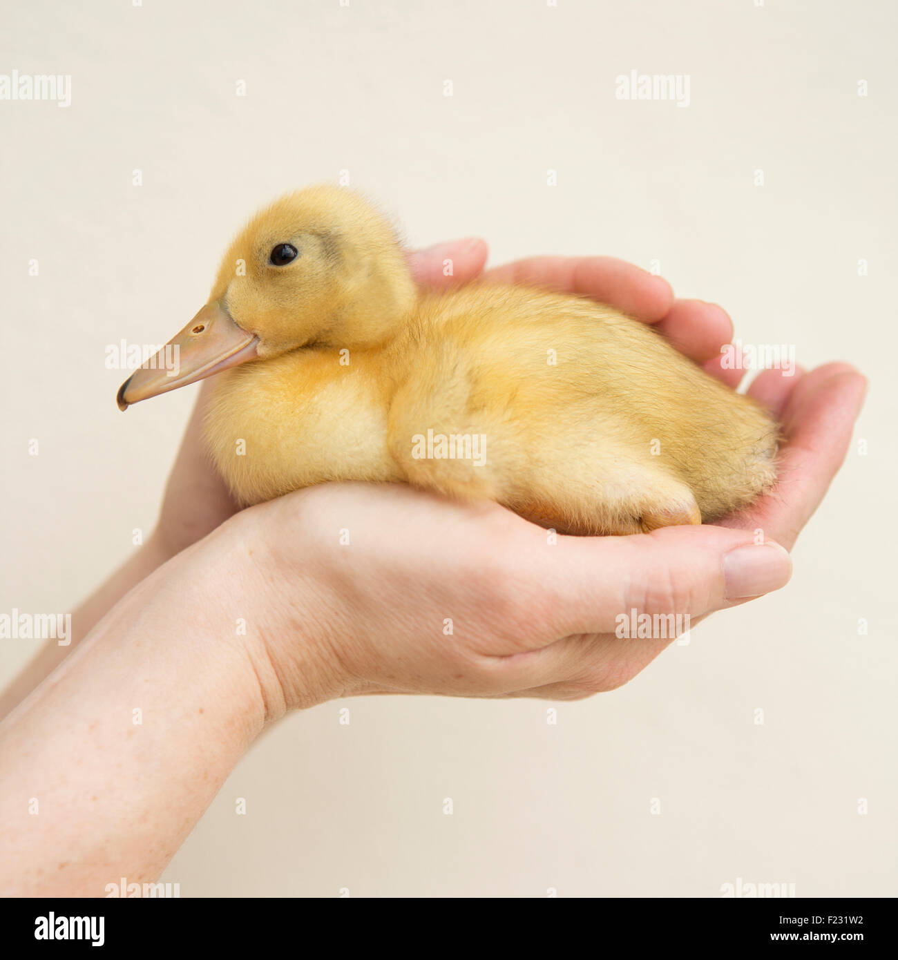 Yellow duckling hi-res stock photography and images - Alamy