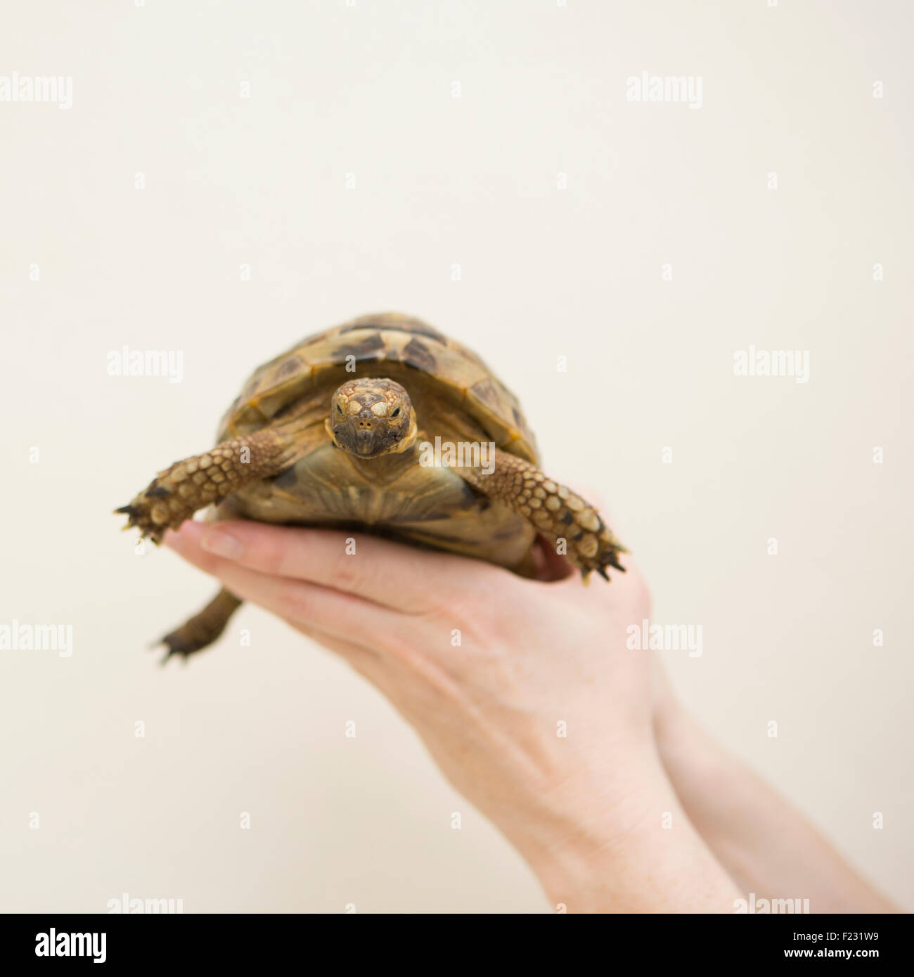 Woman and tortoise hi-res stock photography and images - Alamy