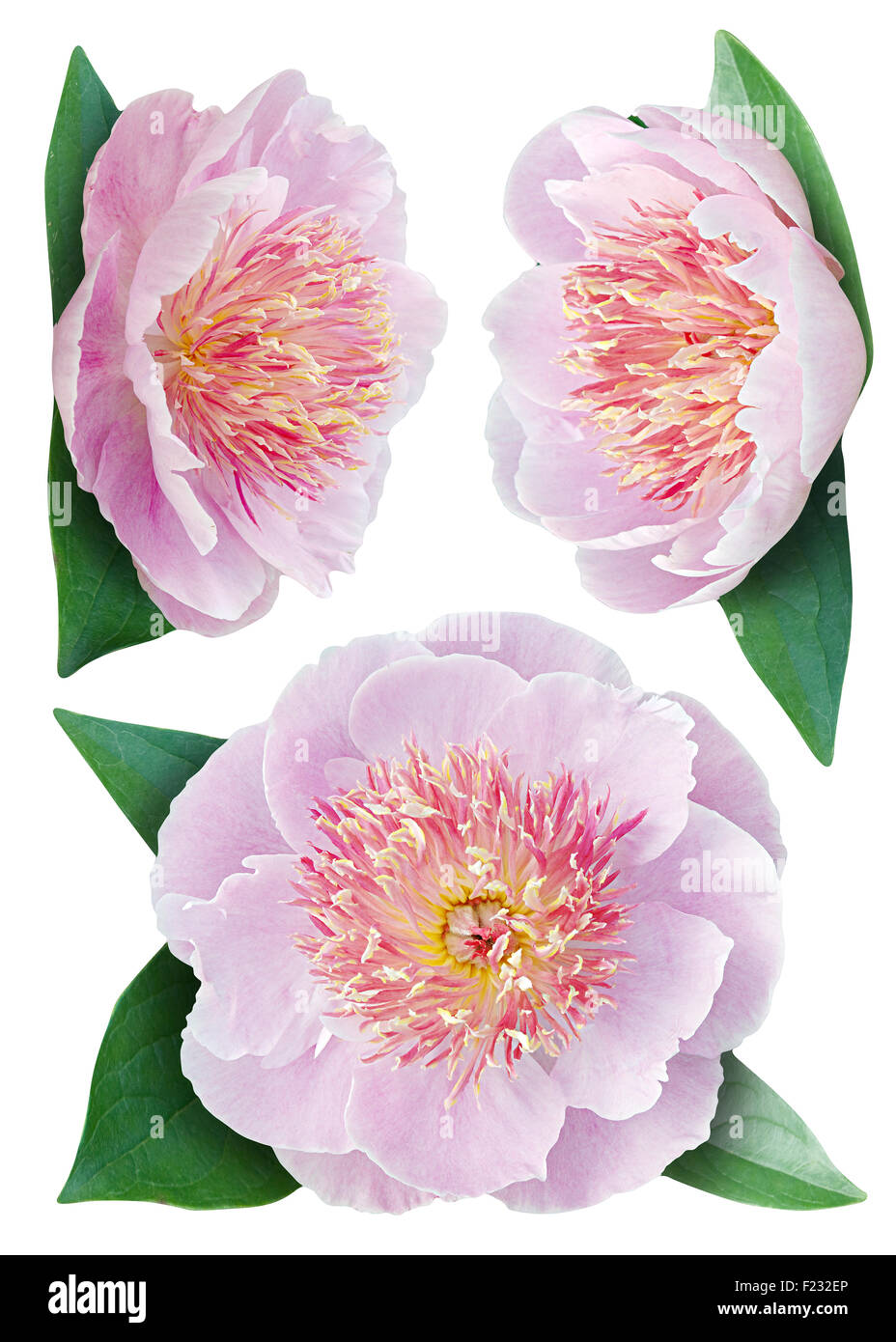 Peonies flower isolated on white background Stock Photo - Alamy