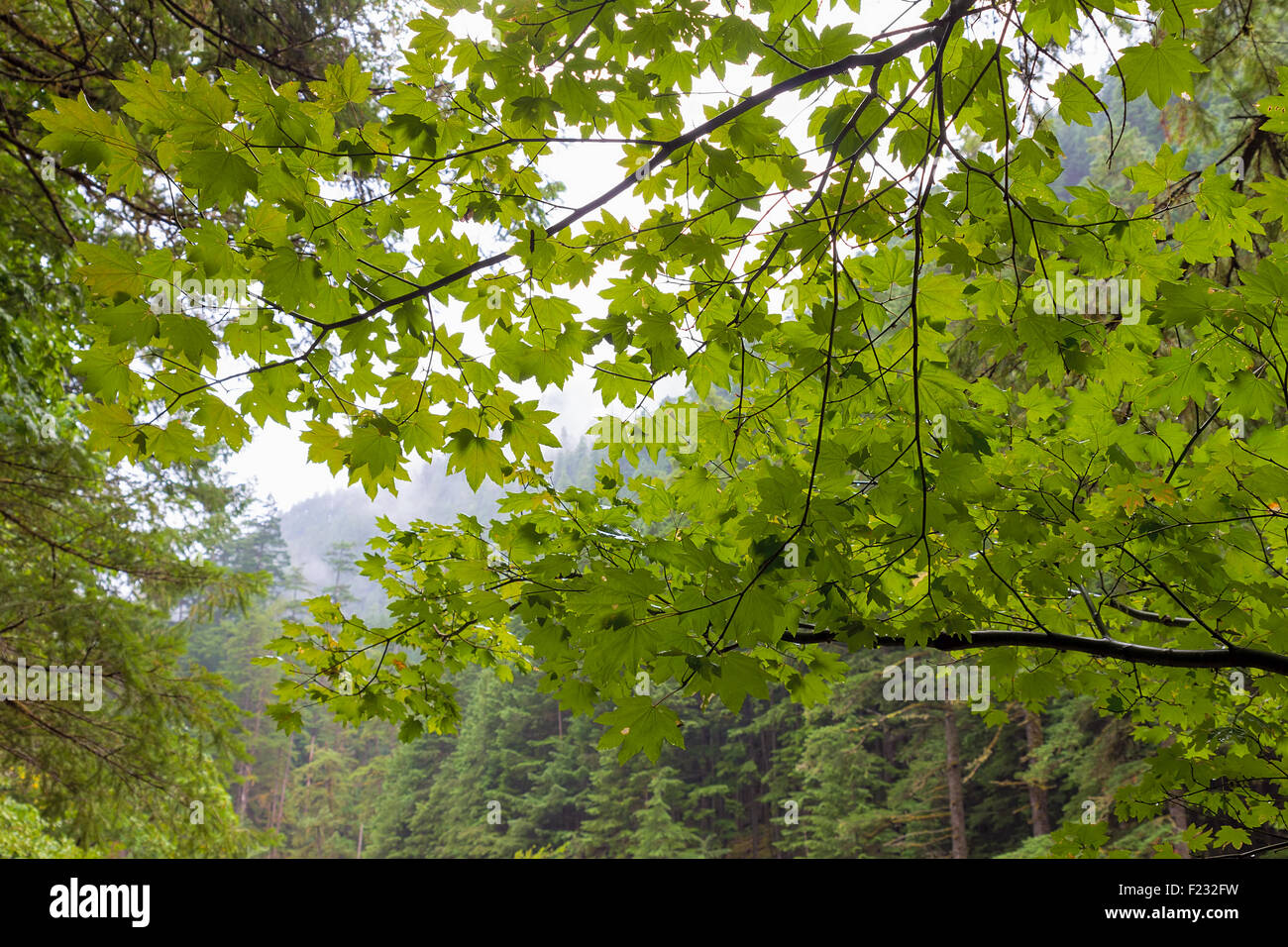 Vine Maple along Eagle Creek Trail in Columbia River Gorge Oregon Stock ...