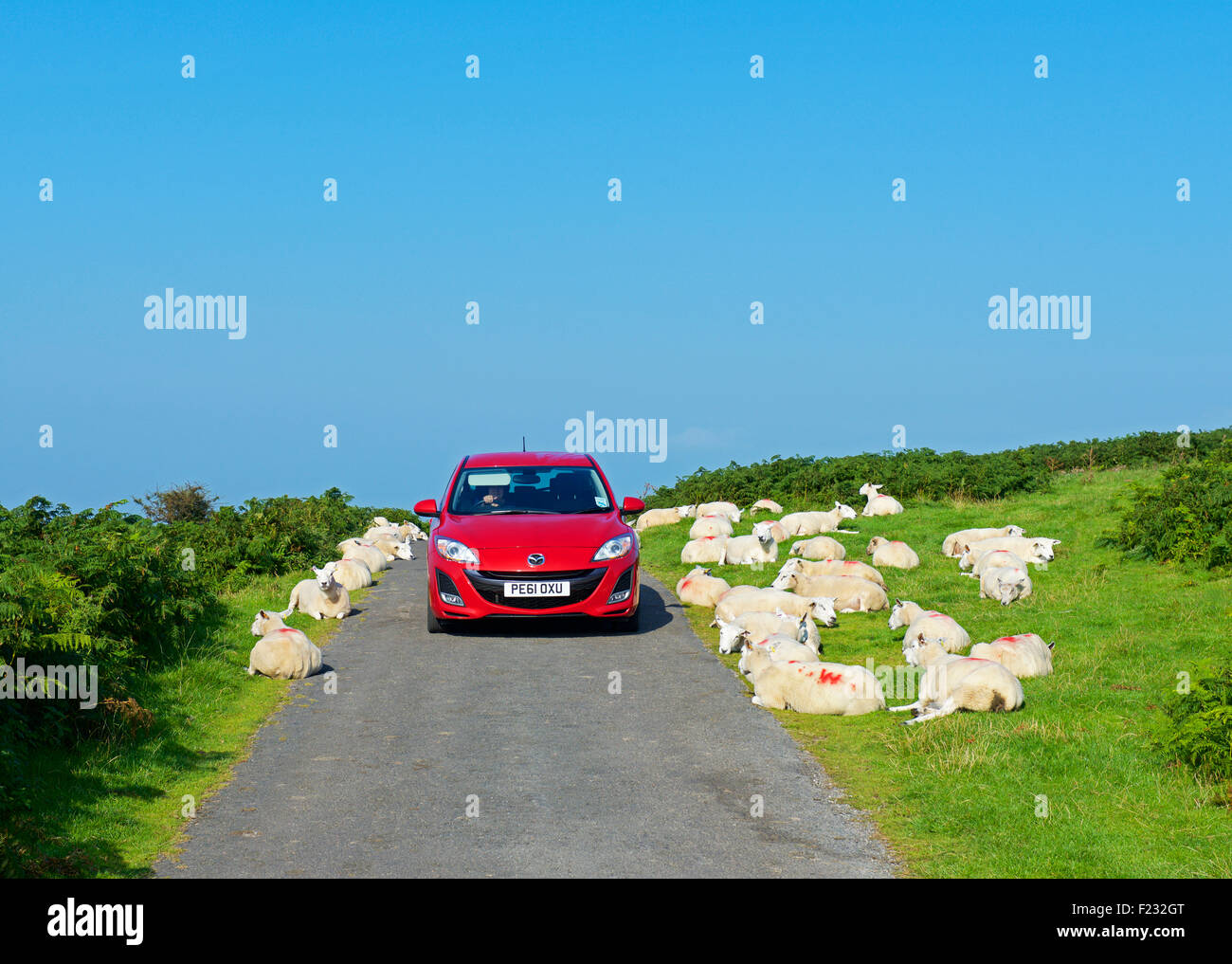 Car driving through sheep lying by the side of the road, Birkrigg ...