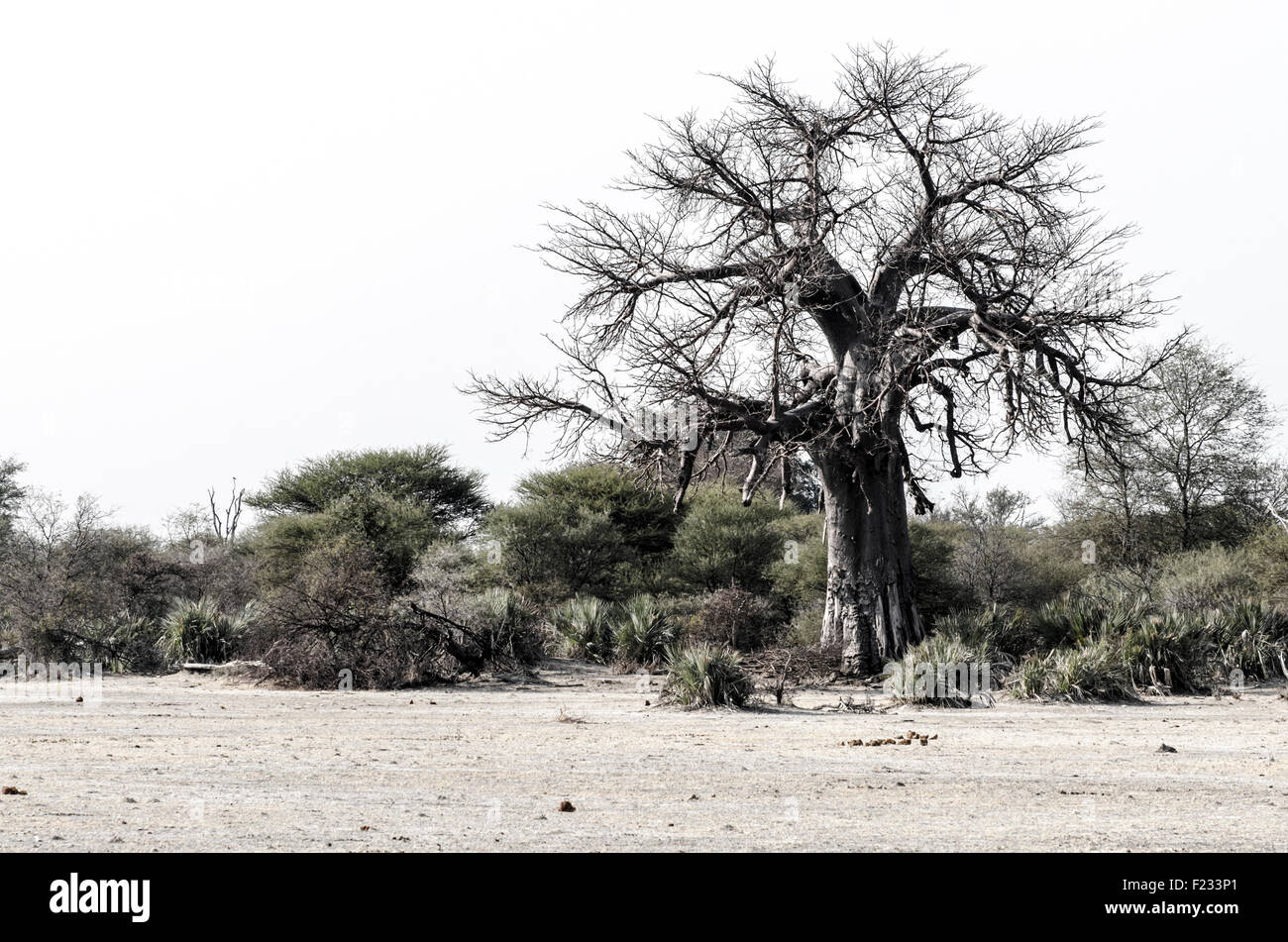 Baobab tree in Northern Namibia Stock Photo - Alamy