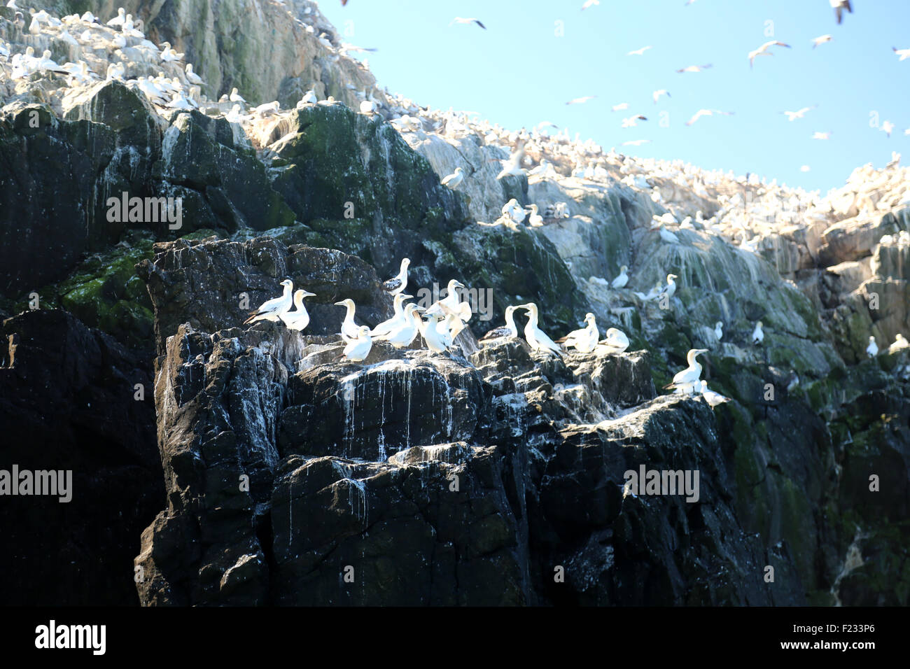 Gannets on Grassholm Island Stock Photo - Alamy