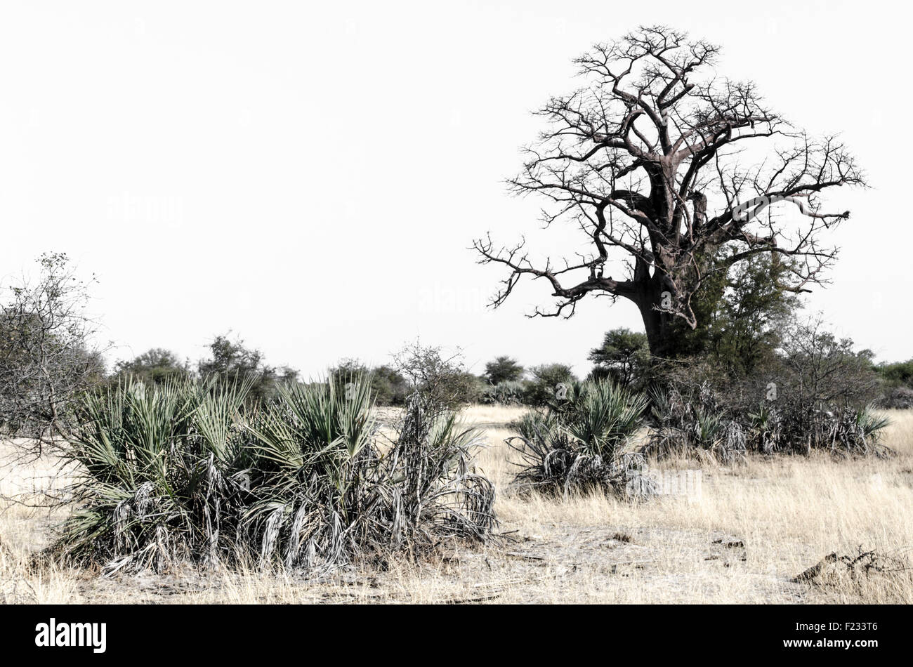 Baobab tree in Northern Namibia Stock Photo - Alamy