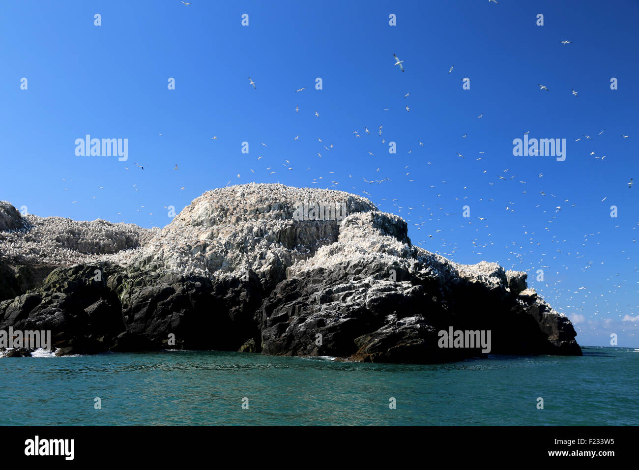Grassholm Island, Pembrokeshire Stock Photo - Alamy
