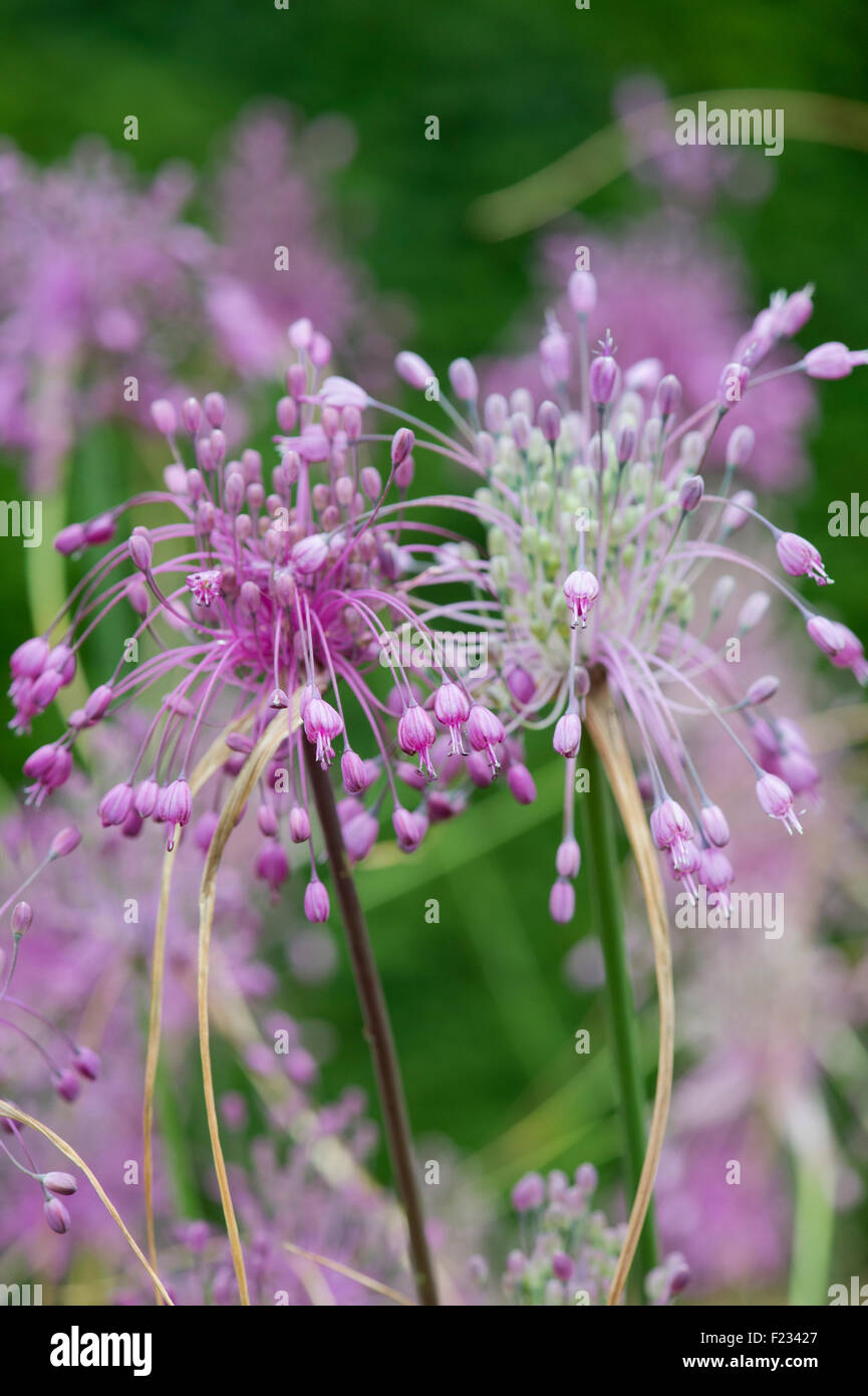 Allium pulchellum. Allium carinatum flowers Stock Photo - Alamy