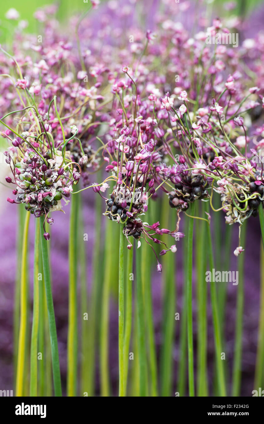 Allium scorodoprasum 'Art' . Ornamental Flowering Onion. Sand leek 'Art ...
