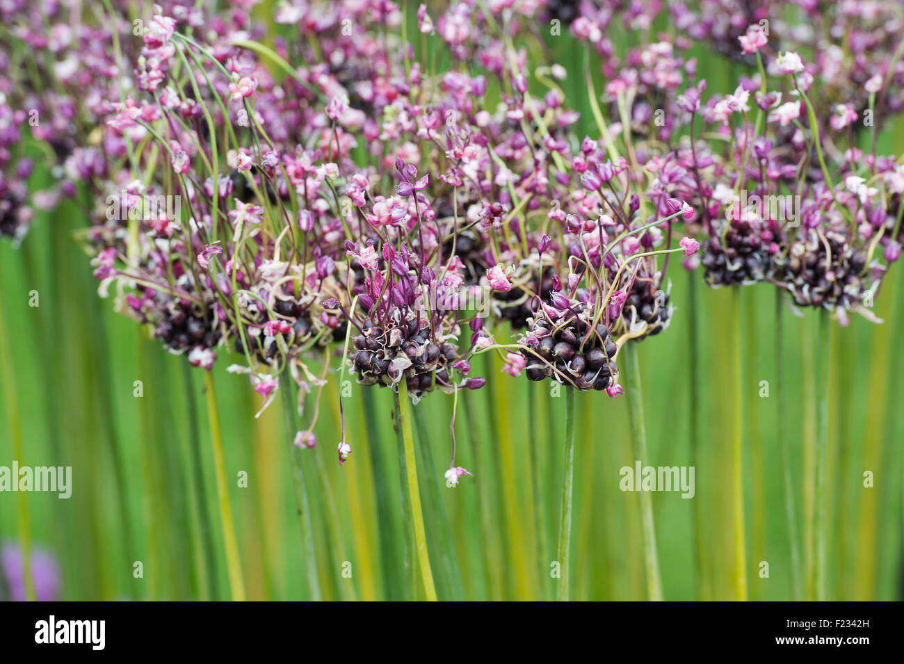 Allium scorodoprasum 'Art' . Ornamental Flowering Onion. Sand leek 'Art ...