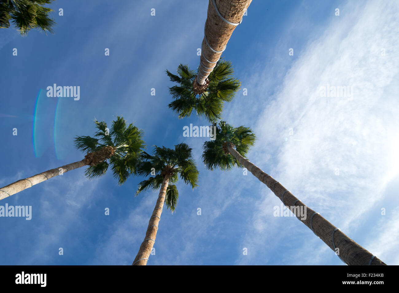 Four Palms Trees Stock Photo - Alamy