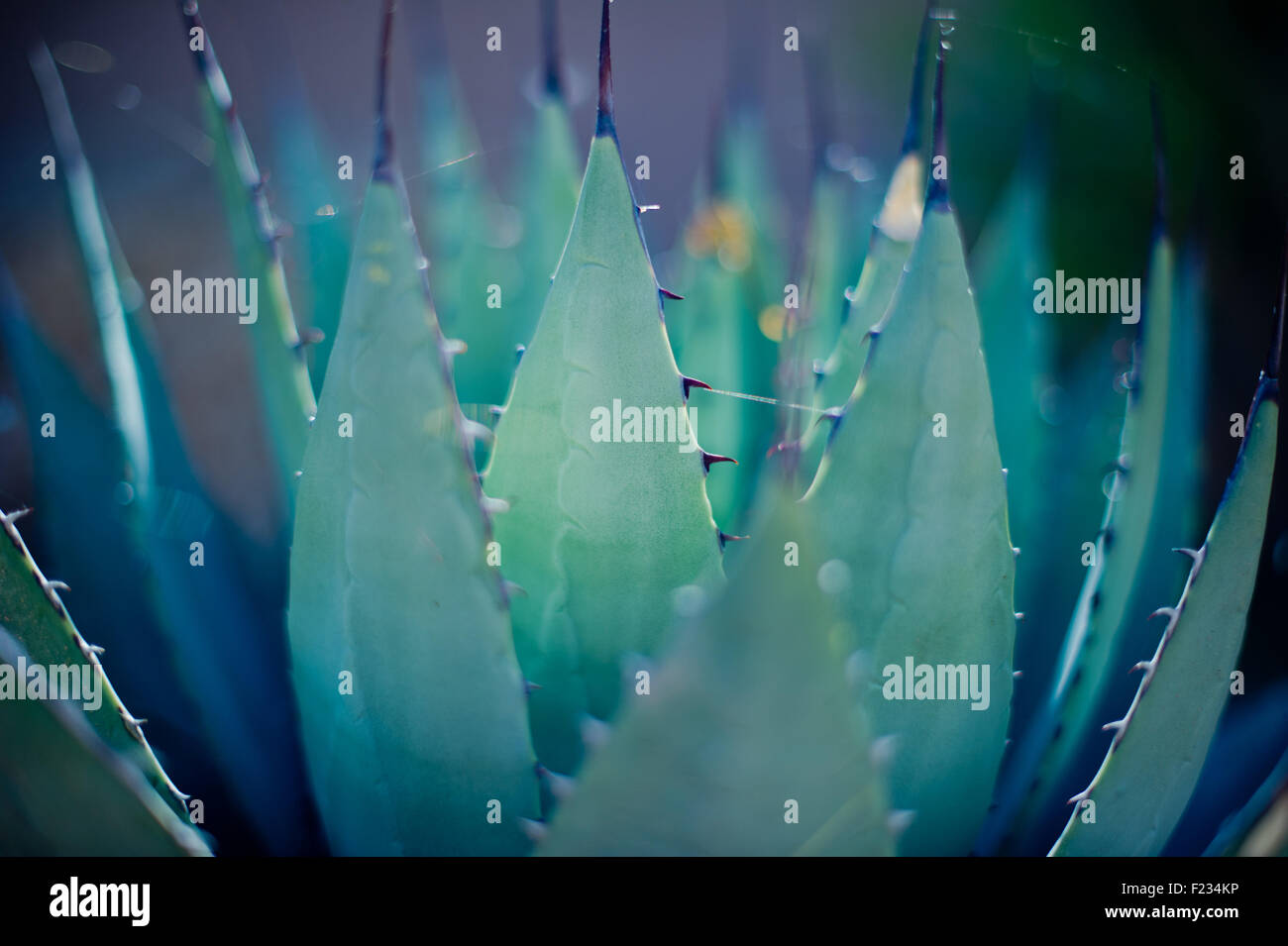 Parry cactus hi-res stock photography and images - Alamy