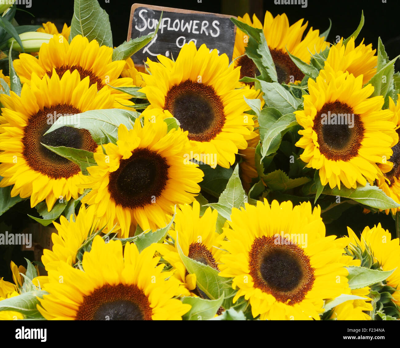 Sunflowers (Helianthus annuus) for sale on a stall in Manchester city ...