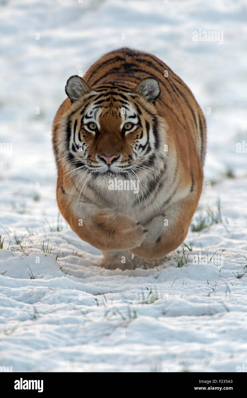 Siberian Tiger (Panthera Tigris Altaica Stock Photo - Alamy