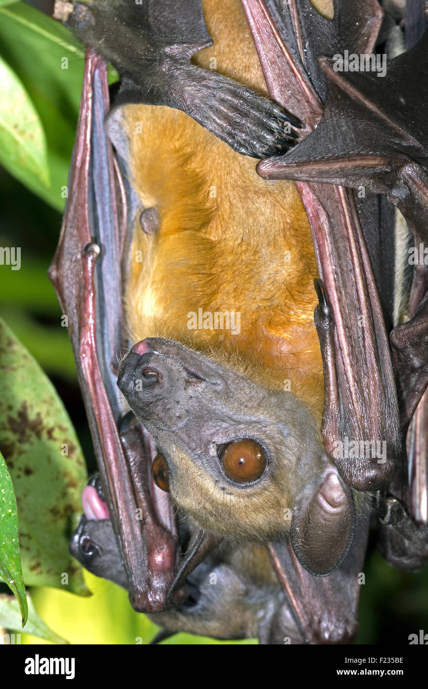 Bat claws hi-res stock photography and images - Alamy
