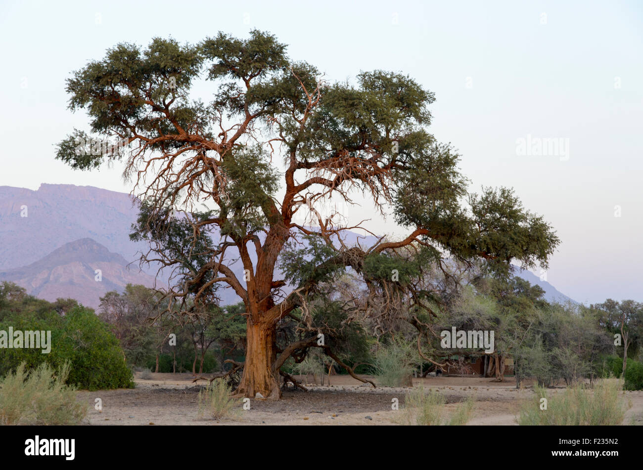 Camel Thorn Acacia Tree Stock Photos & Camel Thorn Acacia Tree Stock ...