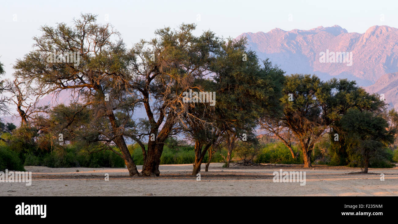 Namibia camel thorn trees acacia erioloba hi-res stock photography and ...