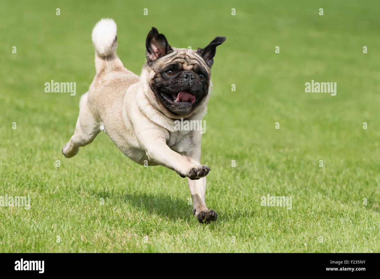 Carlin Dog High Resolution Stock Photography and Images - Alamy