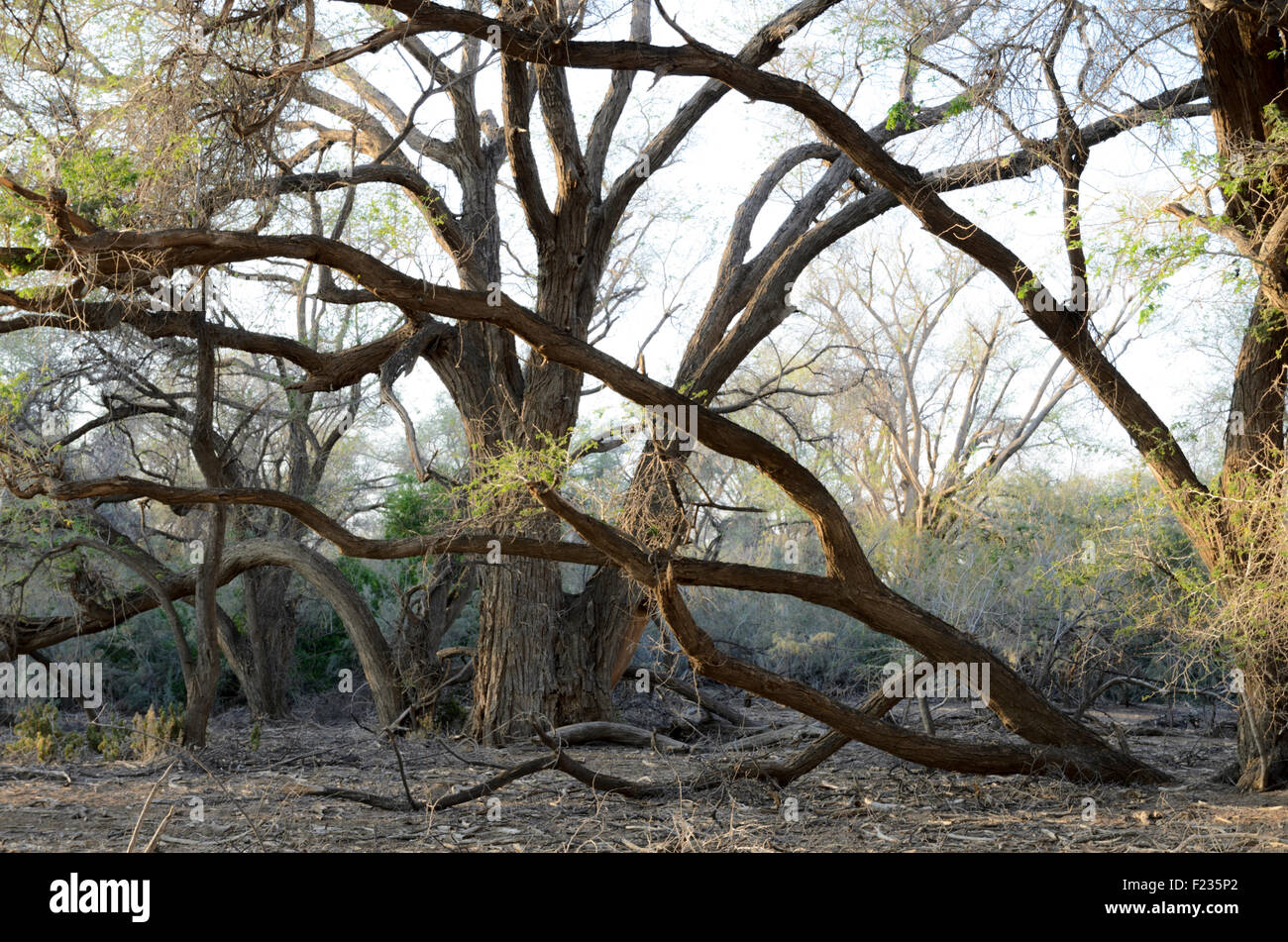 Camel Thorn trees Stock Photo - Alamy